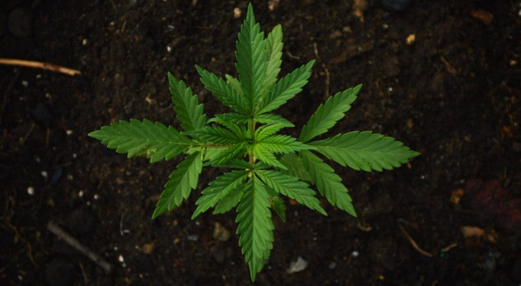 Hand-over-hand Guide: How to Grow Cannabis Clones – Quick & Easy (With